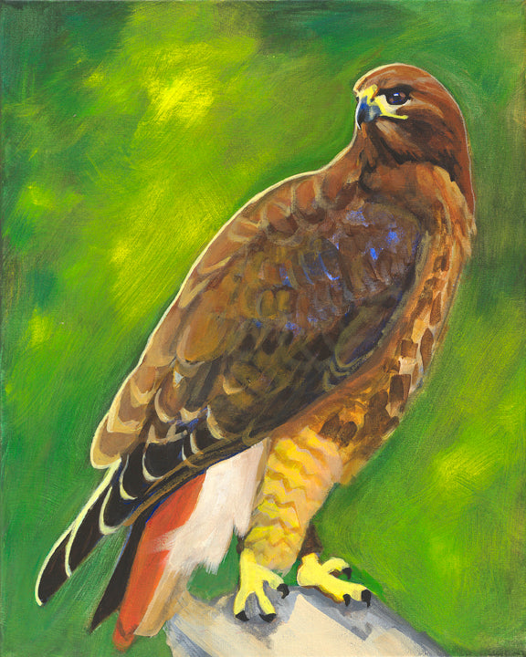 Original Painting; Red-Tailed Hawk – Joe Don Brave Art